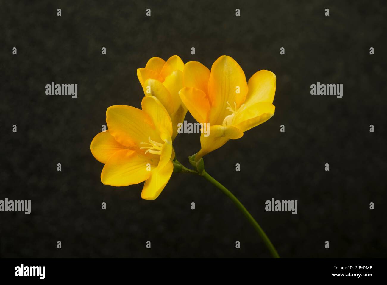 Freesia flower hi-res stock photography and images - Alamy