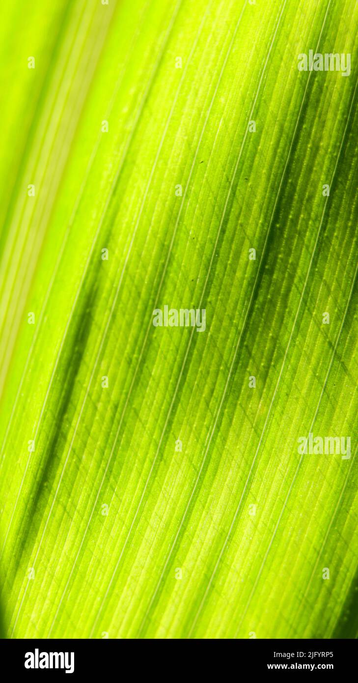 vertical macro shot of curved lines on a fresh green leaf Stock Photo ...