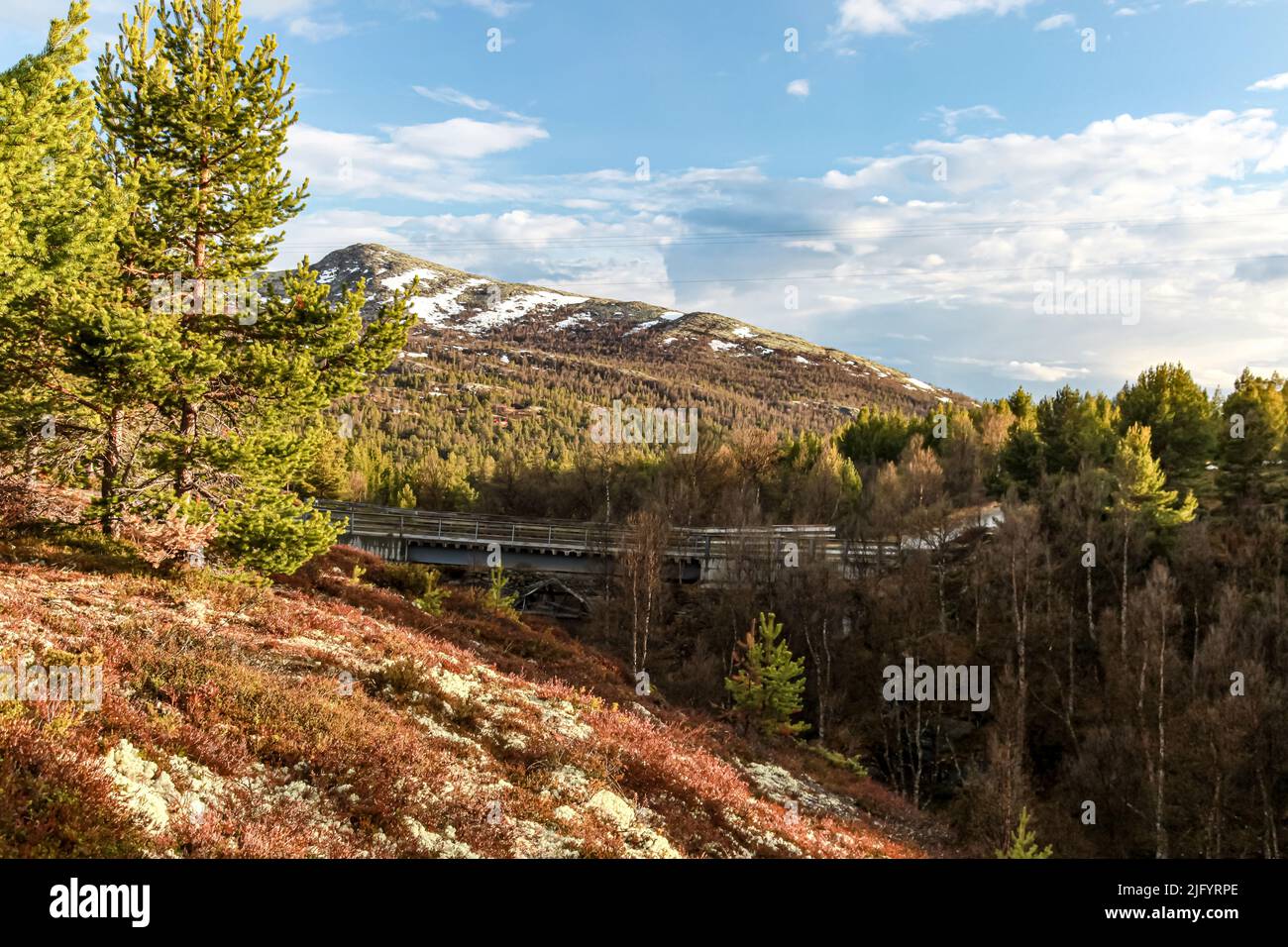 Tree trees bridge distance hi-res stock photography and images - Alamy