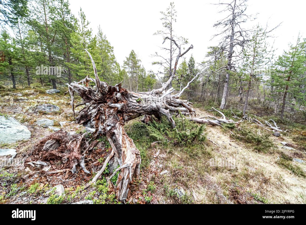 An old fallen dry tree in the park Stock Photo - Alamy