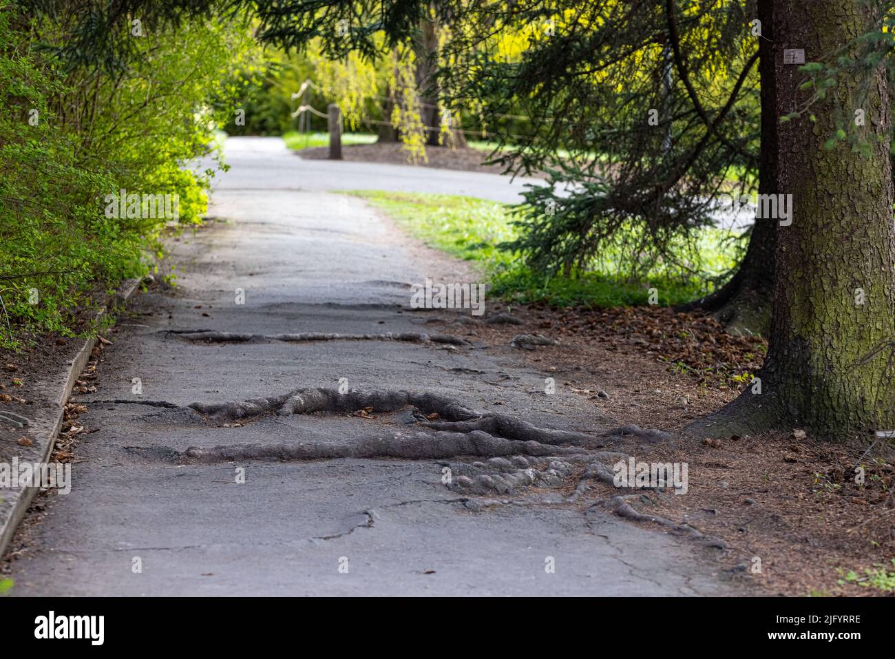 The cracked concrete path by thick tree roots in the park Stock Photo ...
