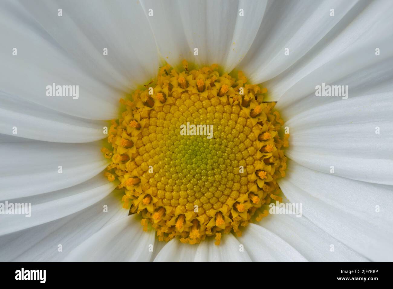 Petal pattern hi-res stock photography and images - Alamy