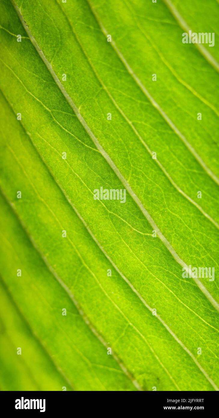 vertical macro shot of curved lines on a fresh green leaf Stock Photo ...