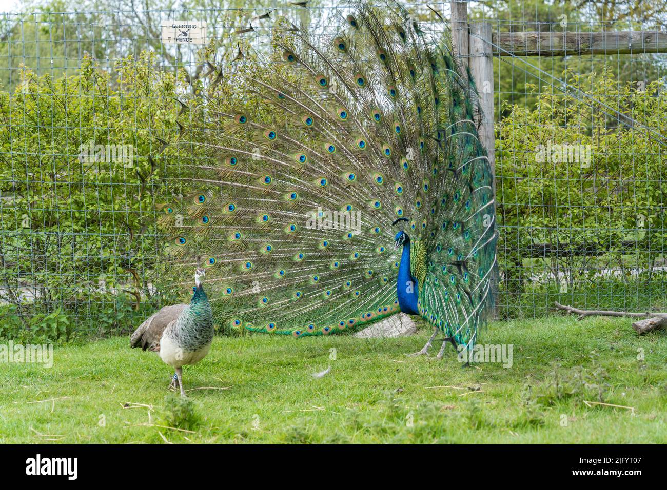A view of two blue and green Pavo peacocks birds, one with an open blue ...