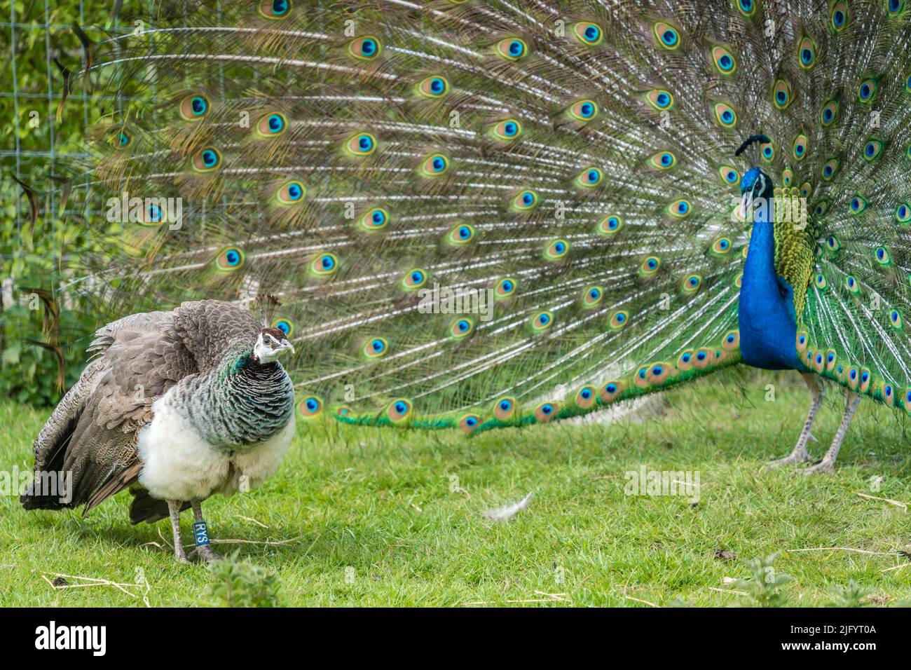 A view of two blue and green Pavo peacocks birds, one with an open blue ...
