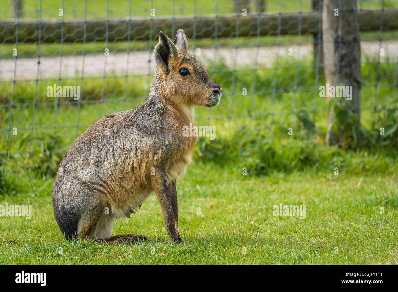 A little brown Mara animal sitting on grass looking forward Stock Photo ...