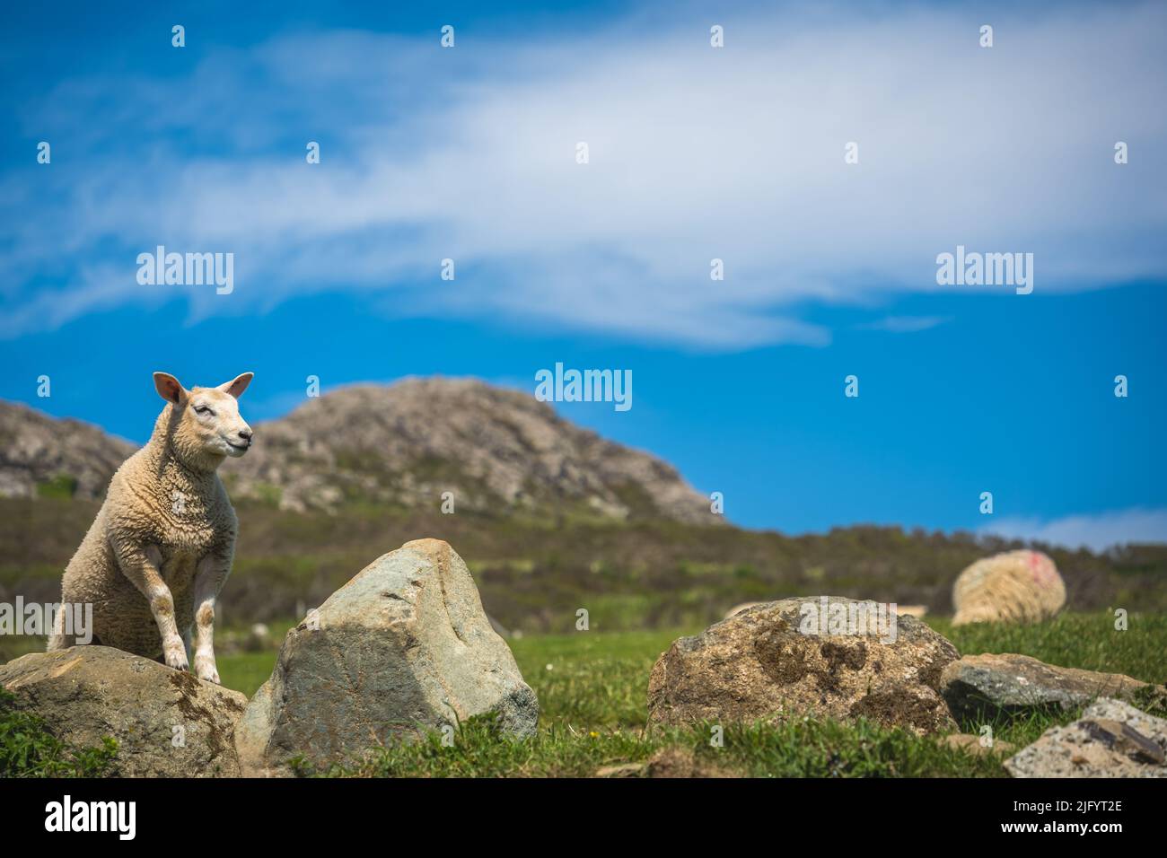 The sheep grazing in the rural Welsh landscape near Whitesands Bay ...