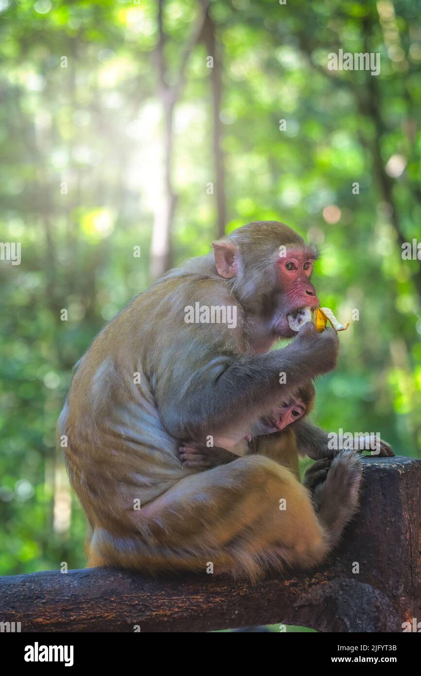 Protective female mother looking after cute tiny little monkey holding piece of banana fruit to ...