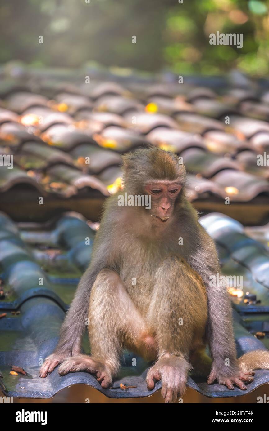 Monkey sitting on a roof of a small snach shack in National Park ...