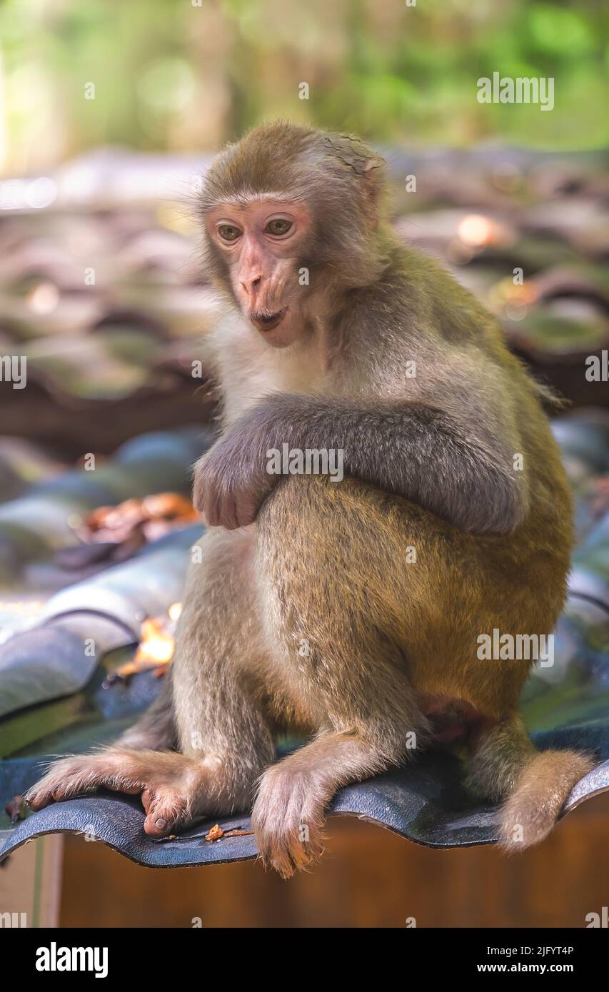 Monkey sitting on a roof of a small snach shack in National Park ...