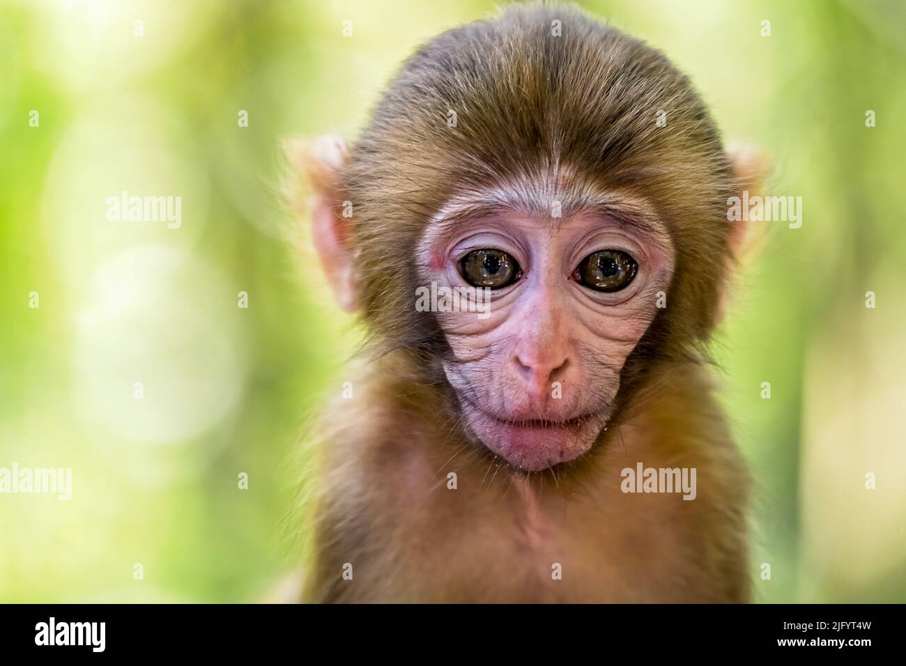 Portrait of a cute baby monkey, Ten Mile Gallery Monkey Forest ...