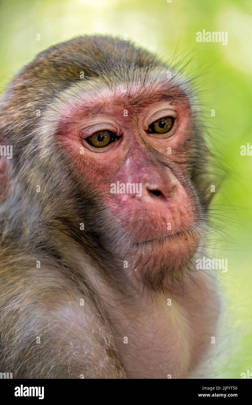 Macaque monkey with a red face portrait, Ten Mile Gallery Monkey Forest ...