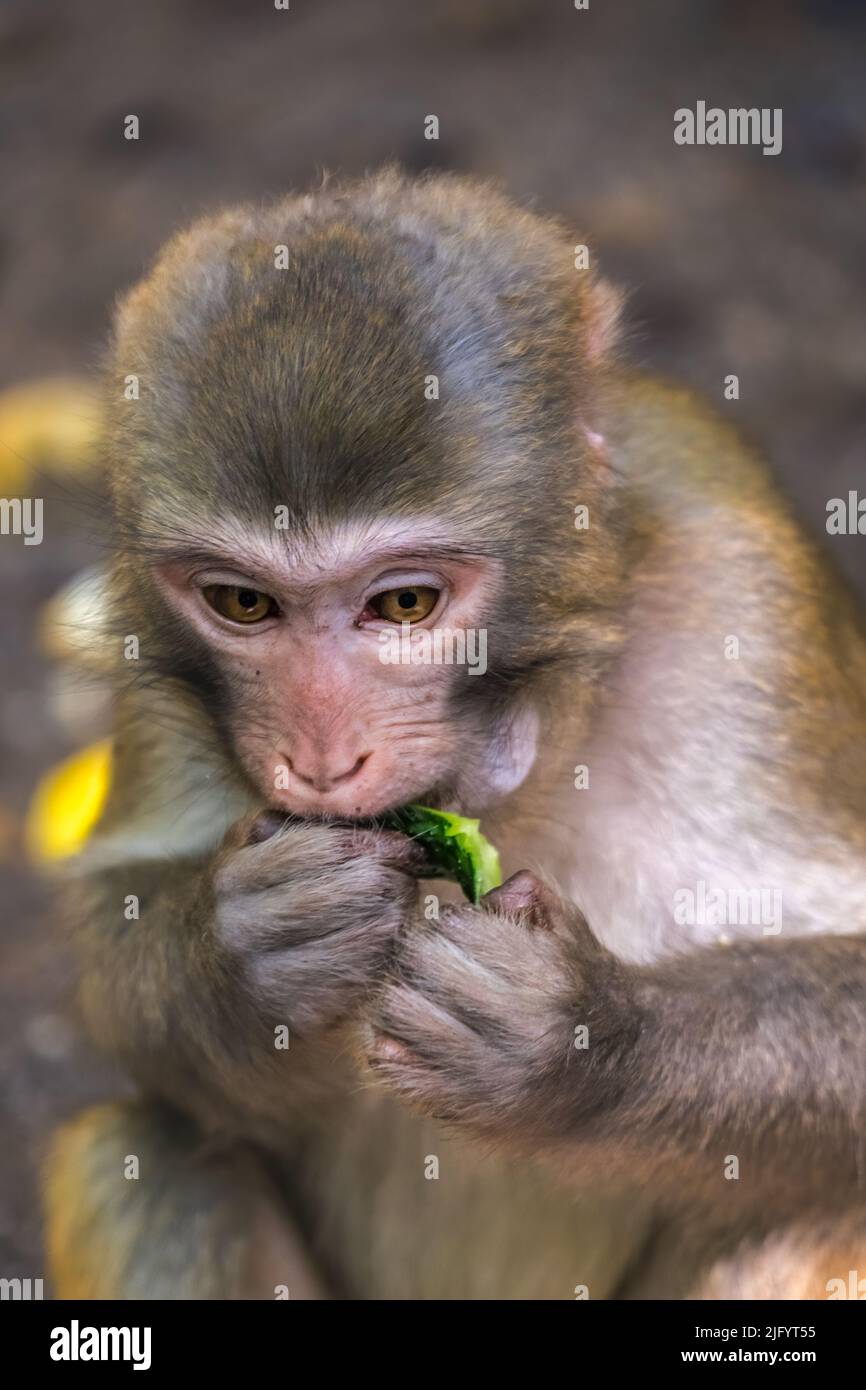 Monkey standing on the ground and eating piece of cucumber left by ...