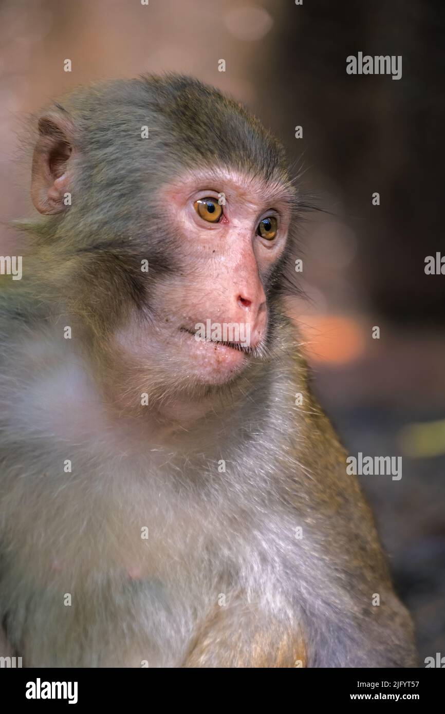 Macaque monkey with a red face portrait, Ten Mile Gallery Monkey Forest ...