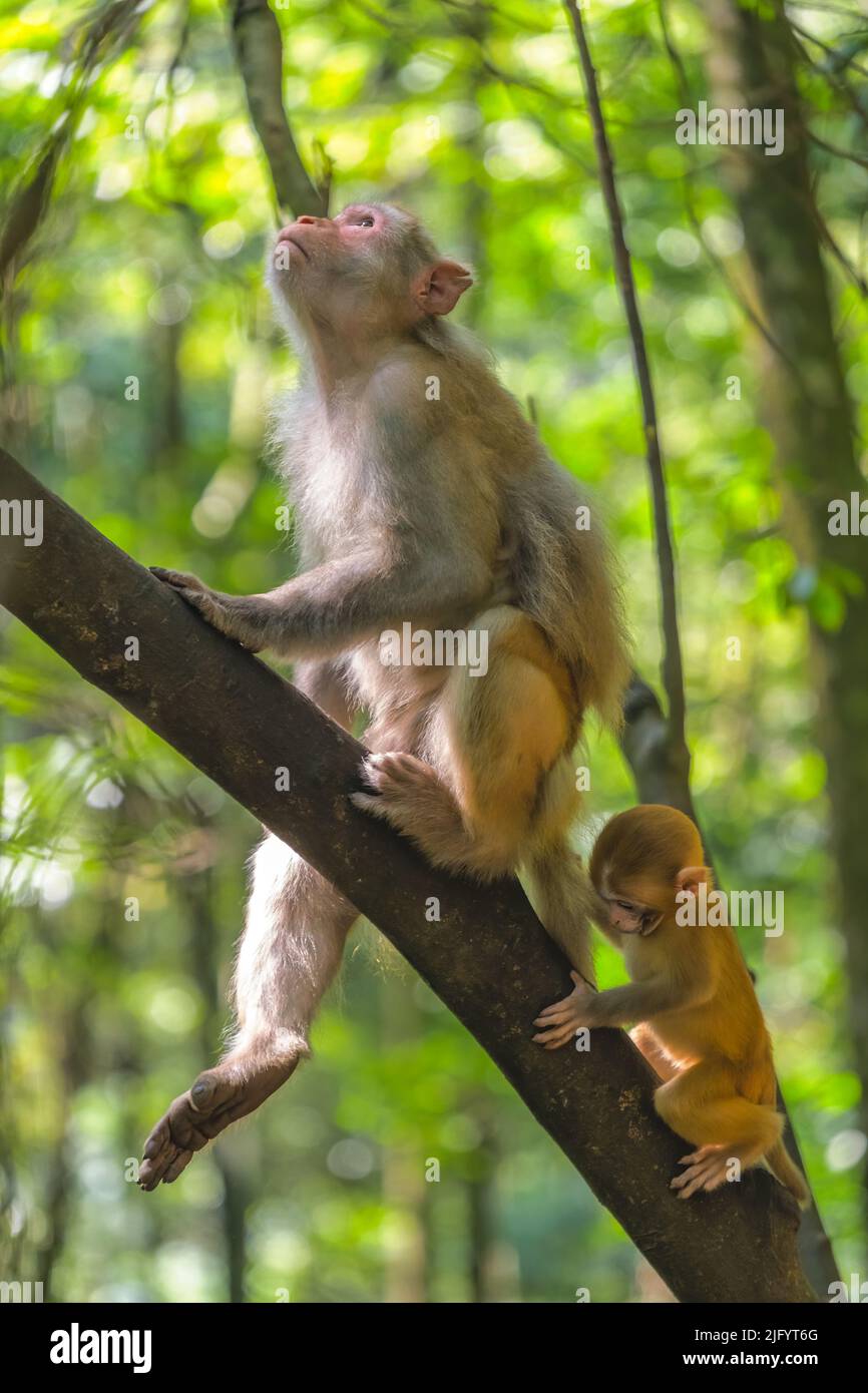 Pack of wild monkeys including mother and her cute young baby climbing ...