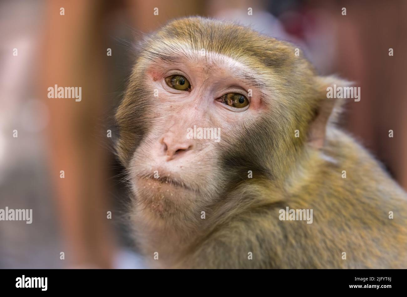Chinese macaque monkey portrait, Ten Mile Gallery Monkey Forest ...