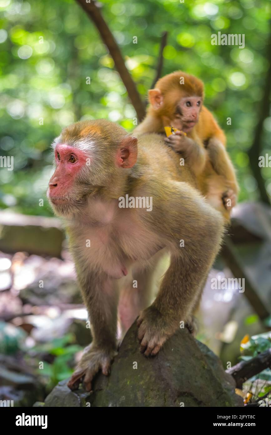 Female monkey mother with her cute tiny little baby sitting on a rock ...