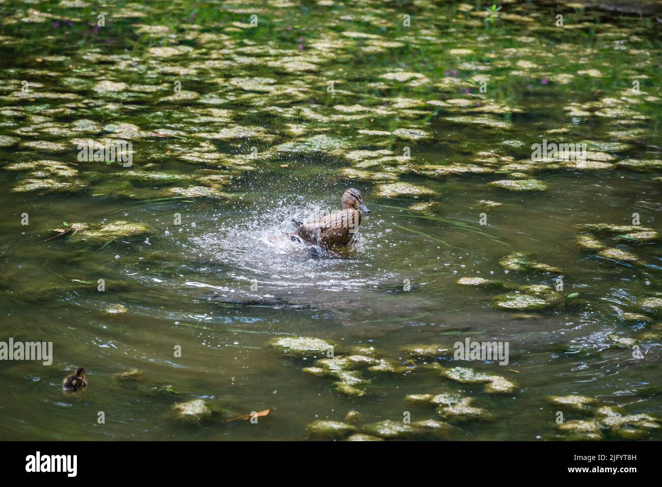 Small mallard duck splashing water while taking a bath in a shallow ...
