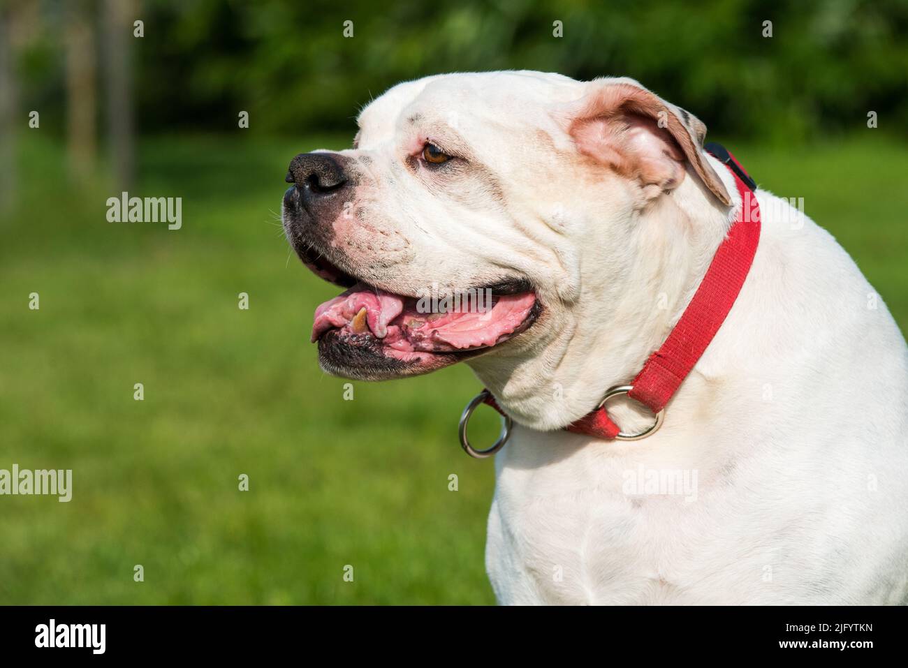 Drooling bulldog hi-res stock photography and images - Alamy