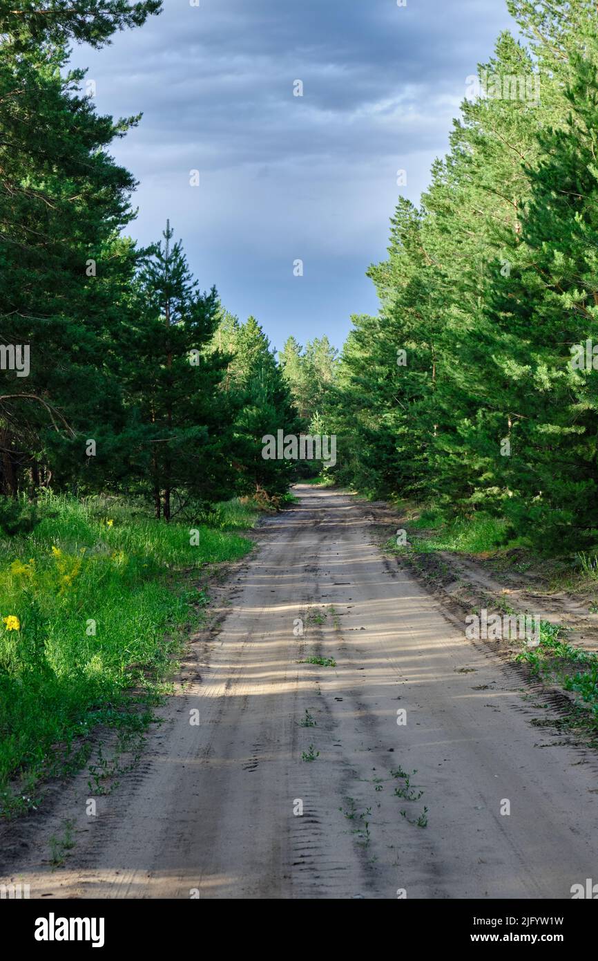 Deep forest road hi-res stock photography and images - Alamy