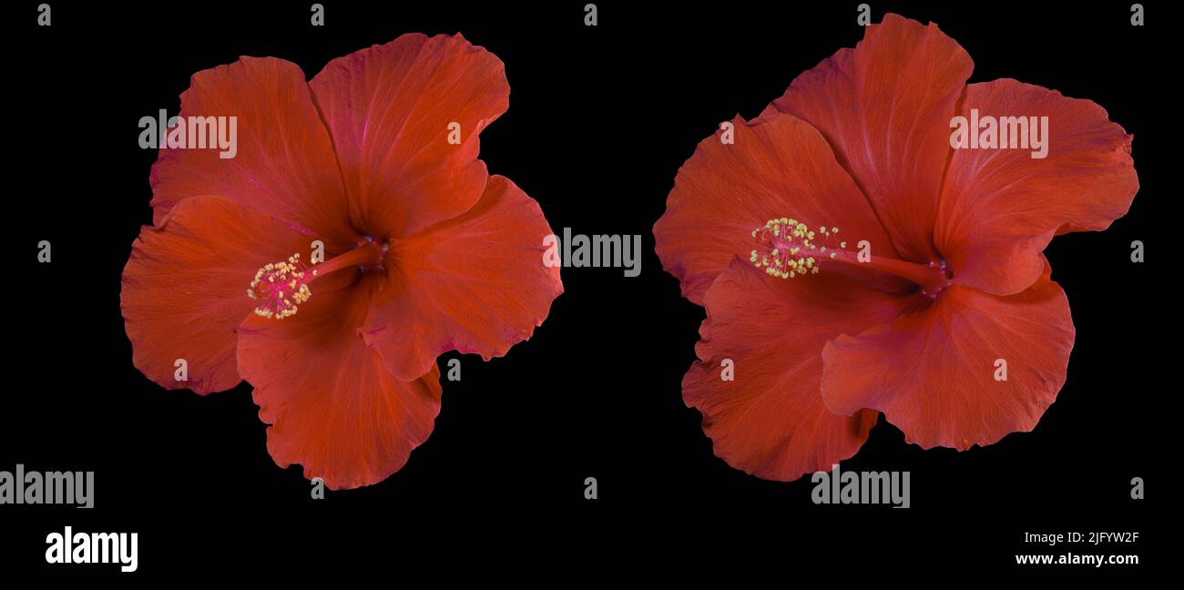 Banner with red hibiscus flowers on black background Stock Photo - Alamy