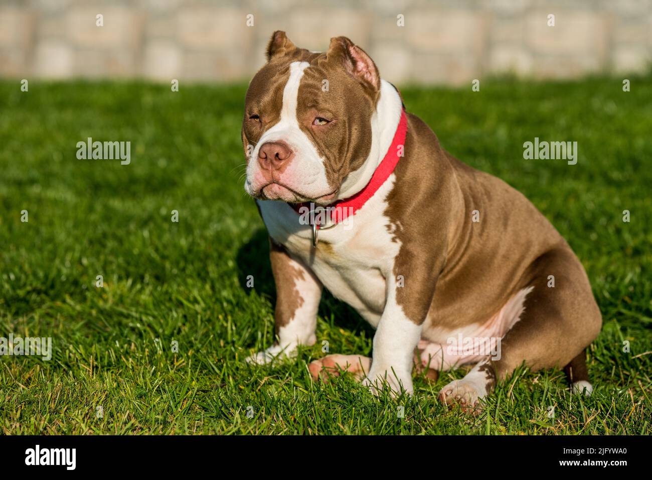 Chocolate color American Bully male dog is on green grass Stock Photo ...