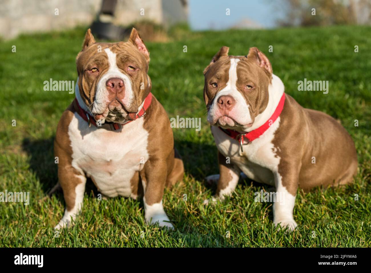 Two Chocolate color American Bully dogs are on nature Stock Photo - Alamy