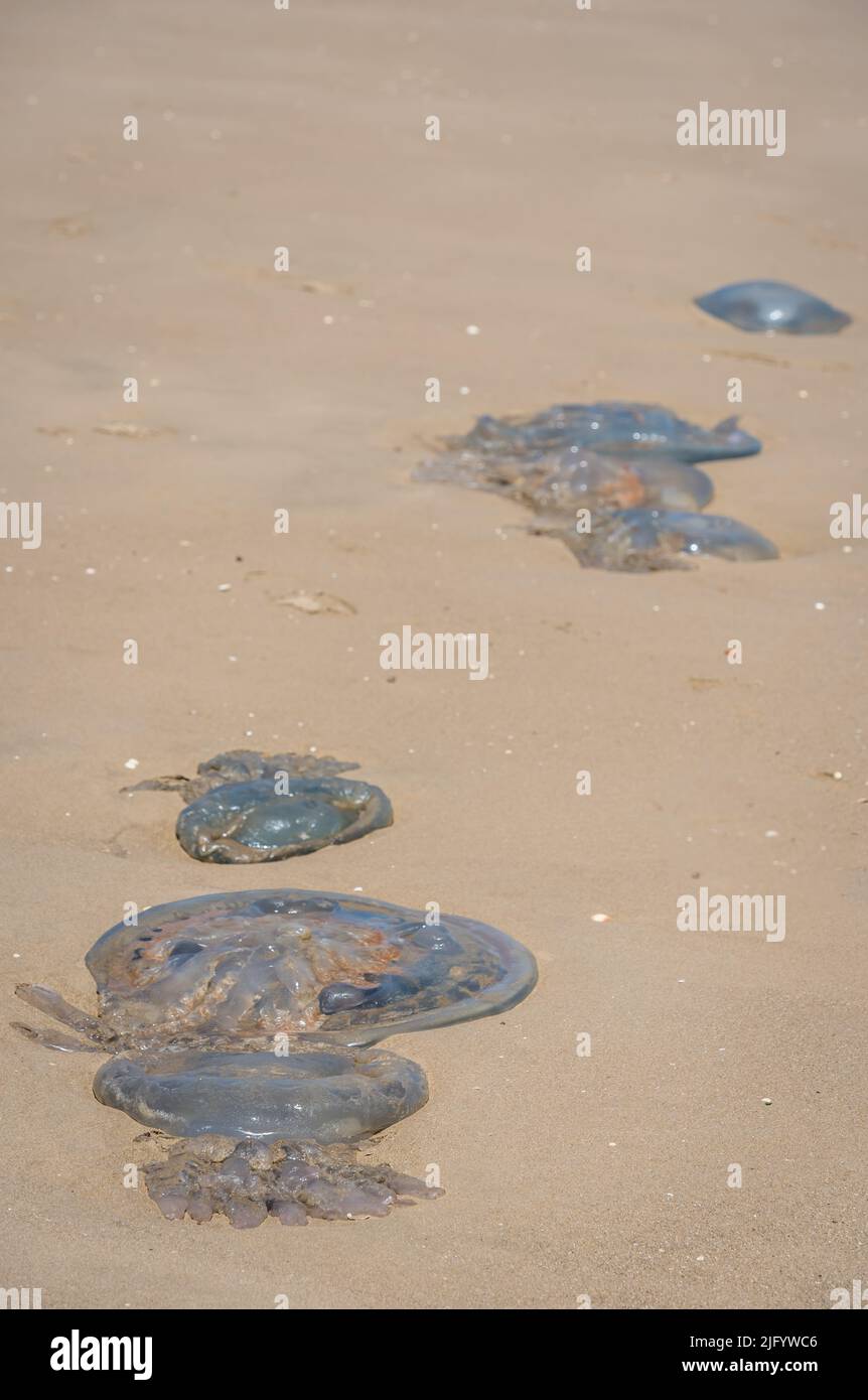 A closeup image of a transparent jellyfish on the sand in front of the ...