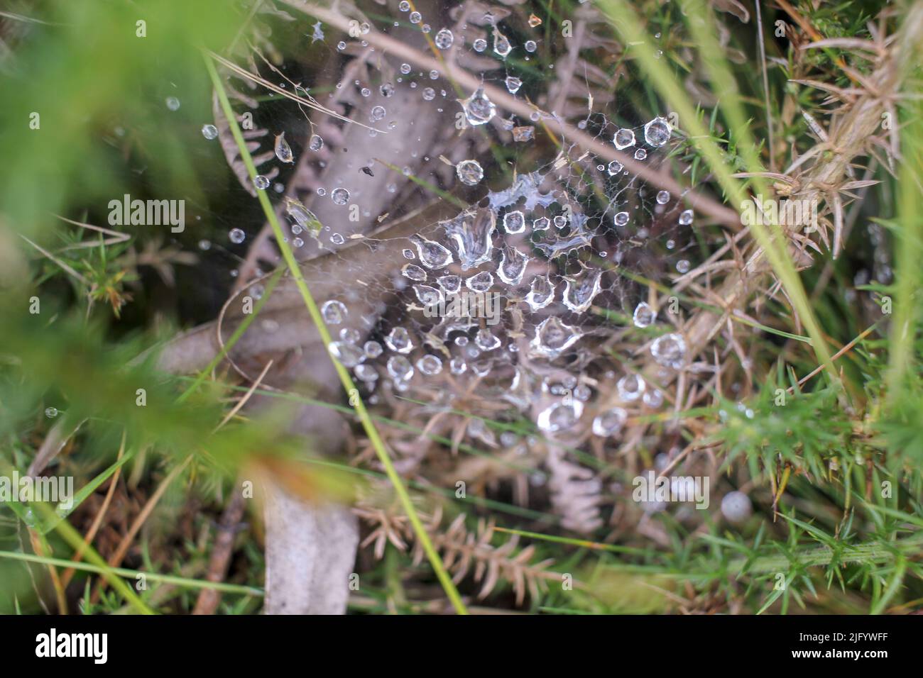 spider web with water drops from rain Stock Photo - Alamy