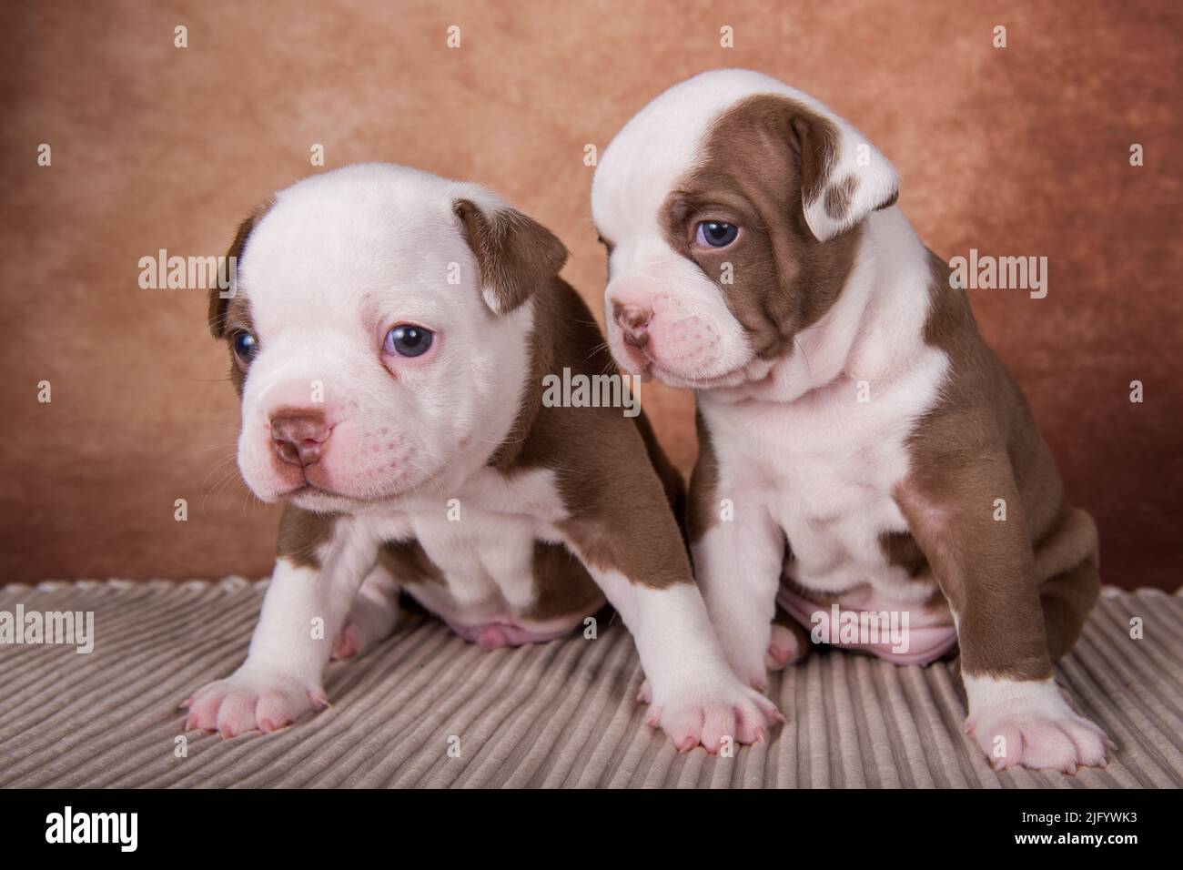 Two funny American Bullies puppies on brown background Stock Photo - Alamy