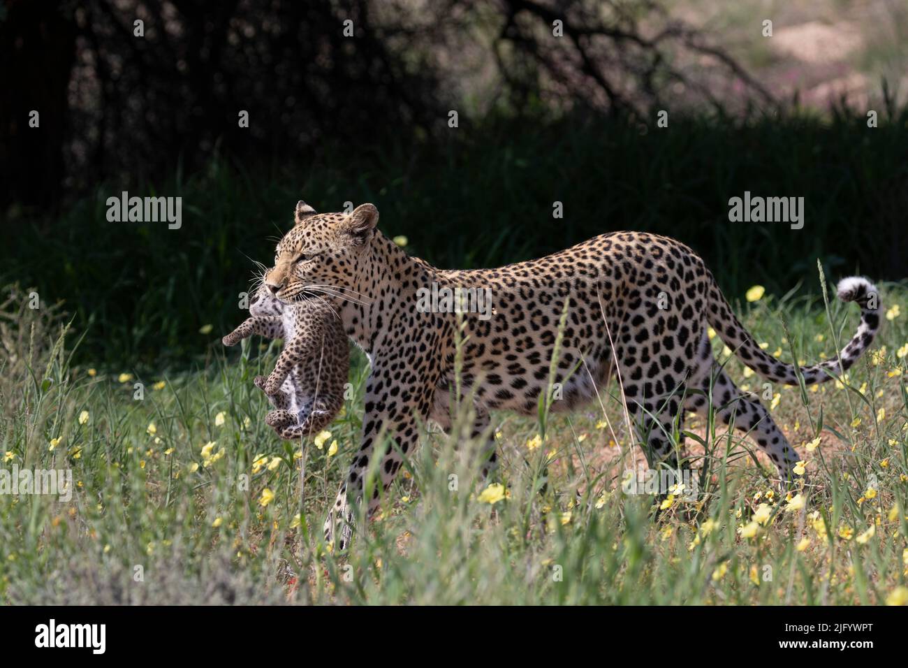 Leopard female (Panthera pardus) carrying cub to new den, Kgalagadi ...