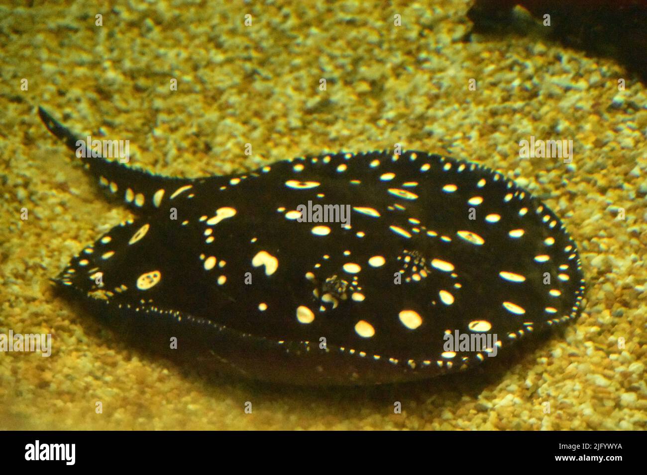 Spotted black and white stingray on the sea floor gliding along Stock ...