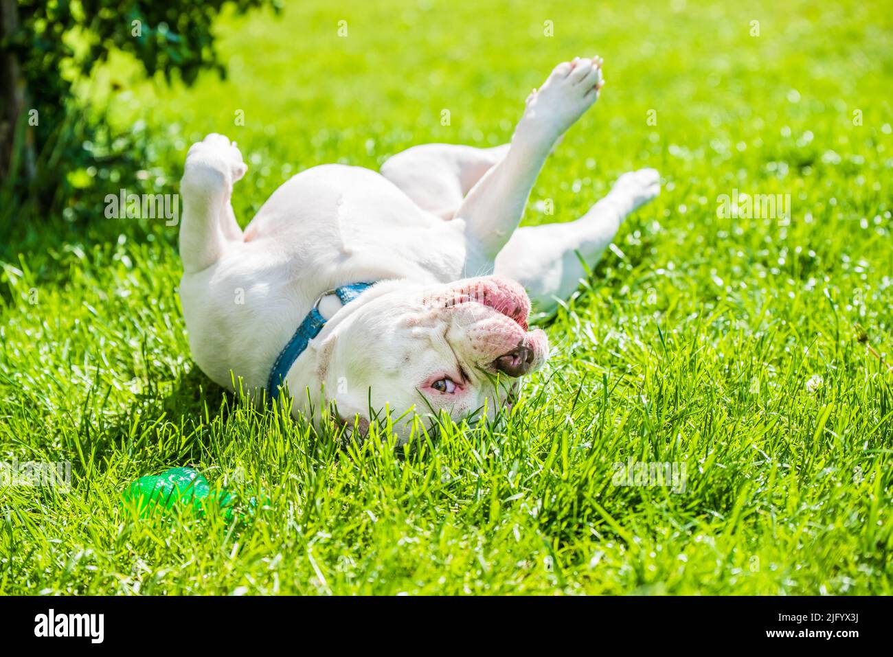 American bully dog hi-res stock photography and images - Alamy