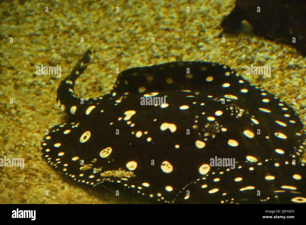 Looking down on a spotted black and white stingray swimming under the ...