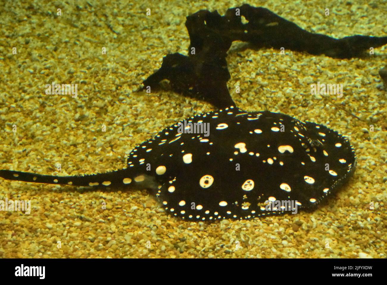 Black and white spotted stingray swimming under the waters surface ...