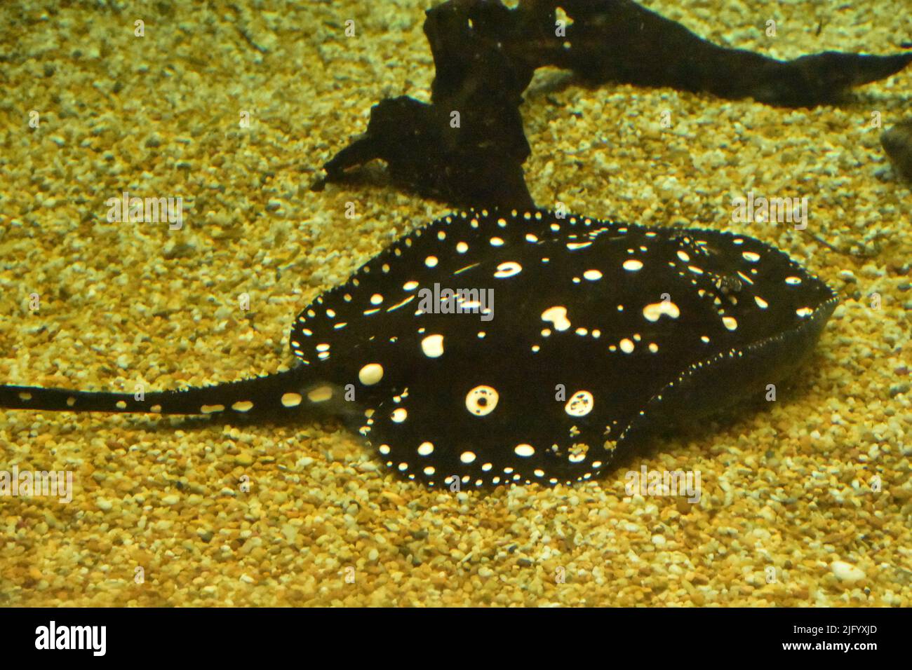 Leopoldi stingray hi-res stock photography and images - Alamy