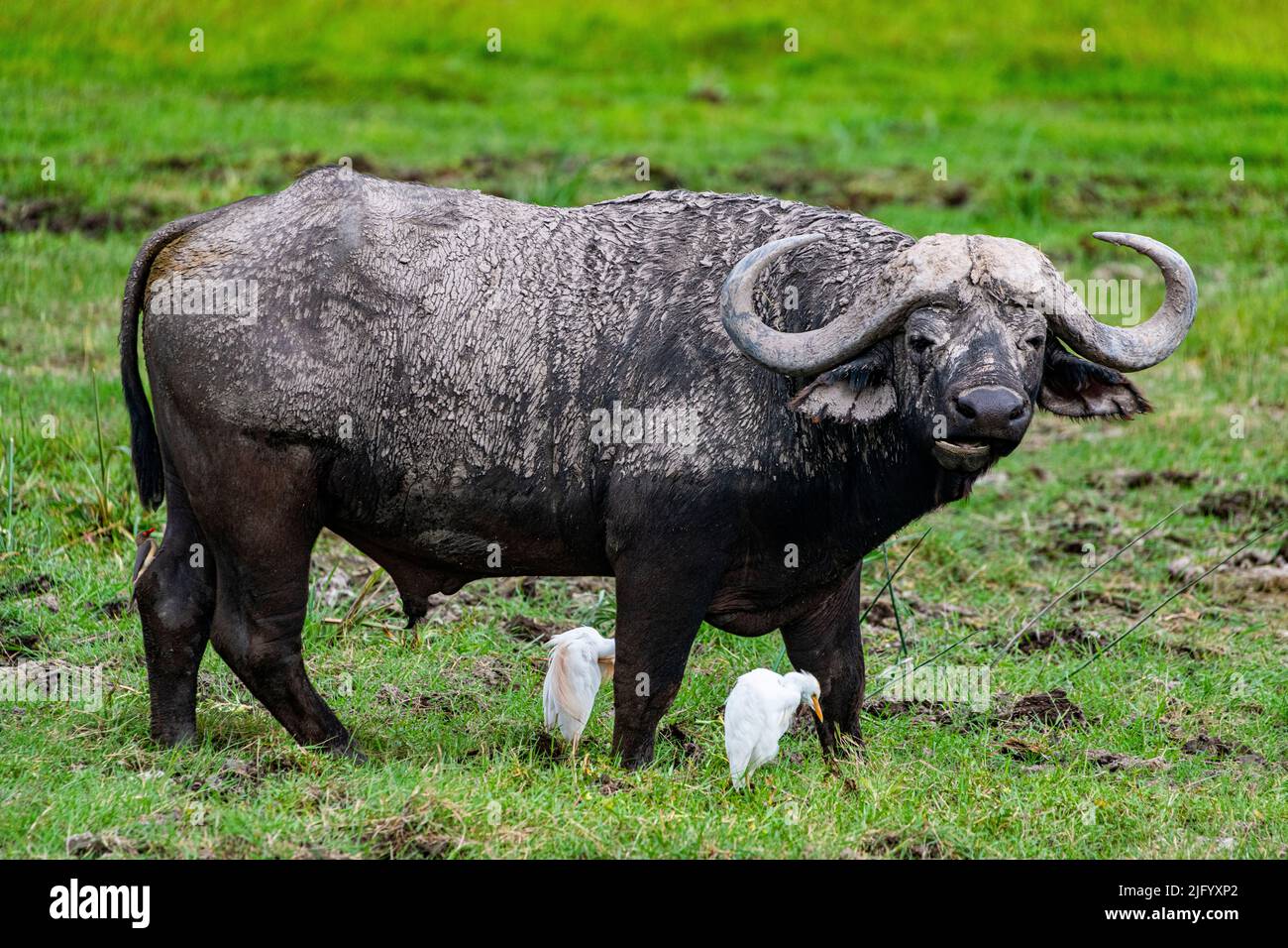 African buffalo (Syncerus caffer), Amboseli National Park, Kenya, East ...