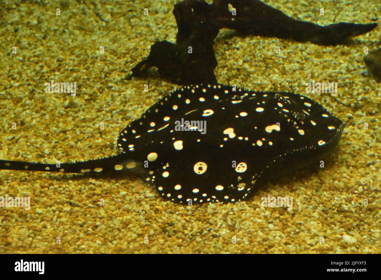 White and black aquatic stingray swimming along under the waters ...