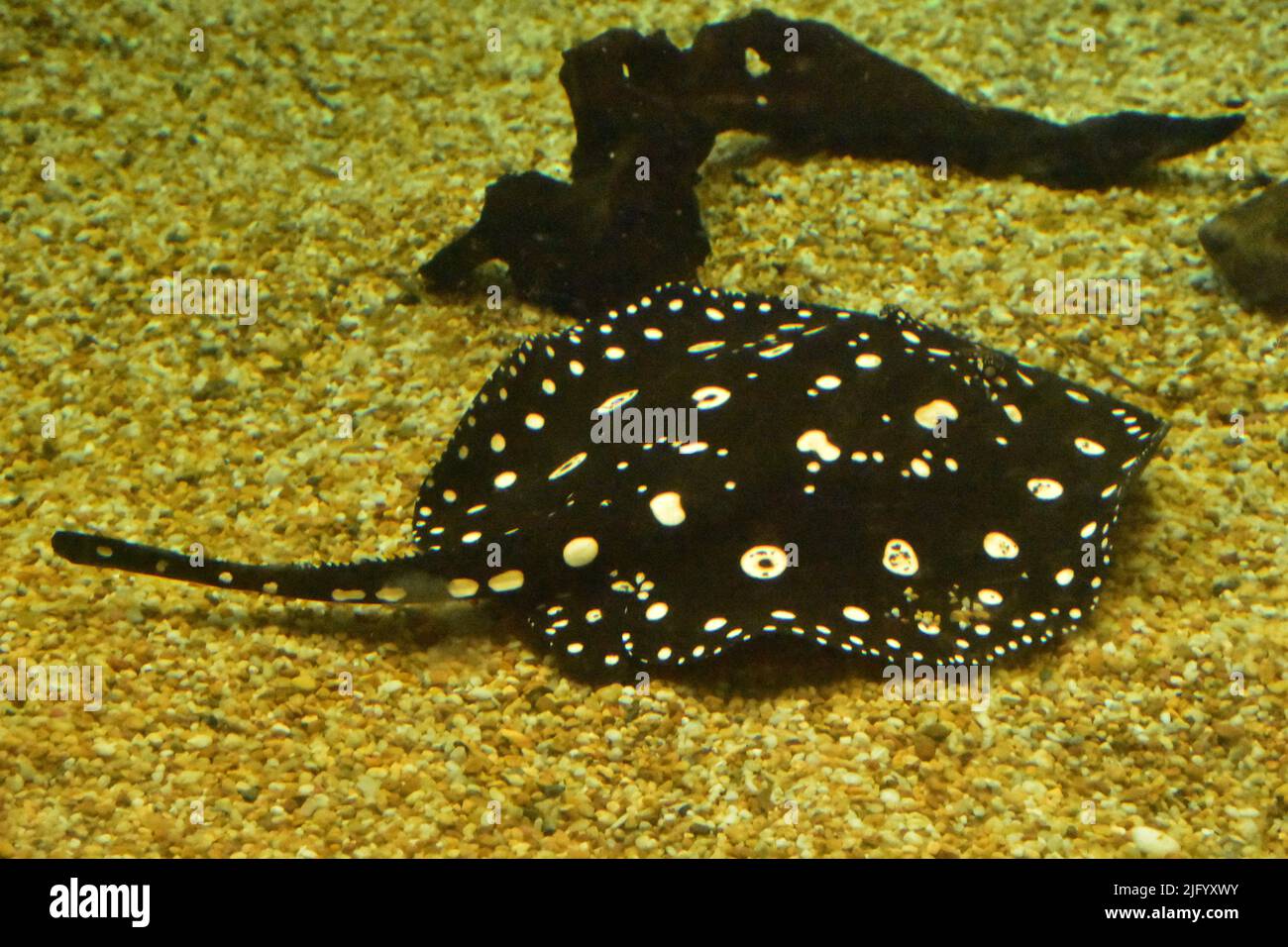 Giant Freshwater Stingray River Safari