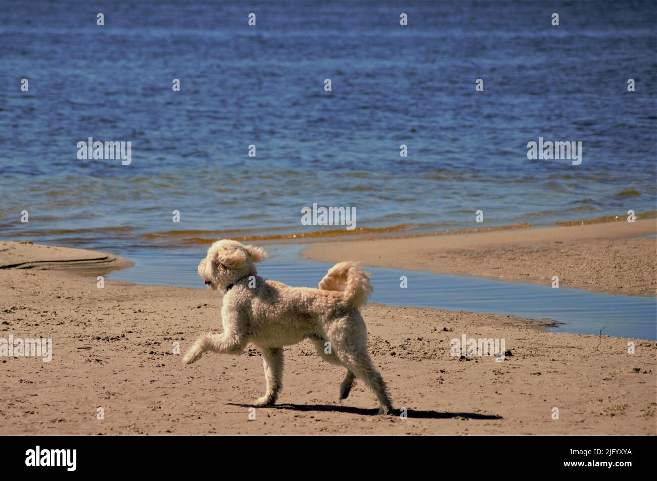 A closeup of a Poodle running on a sandy beach against sea waves in ...
