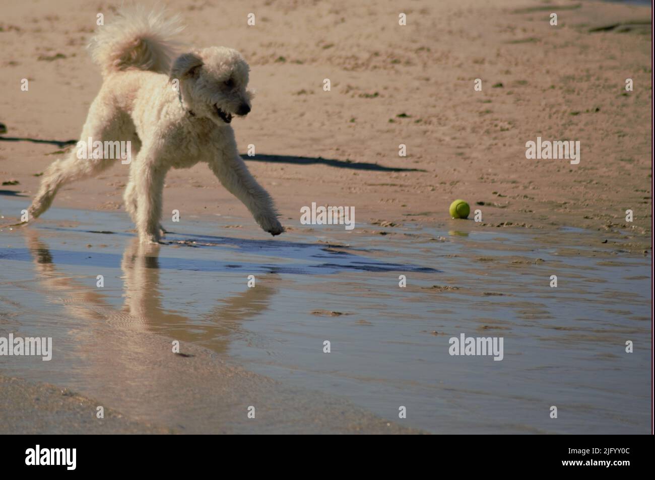 A closeup of a Poodle running and playing with a ball on a sandy beach ...