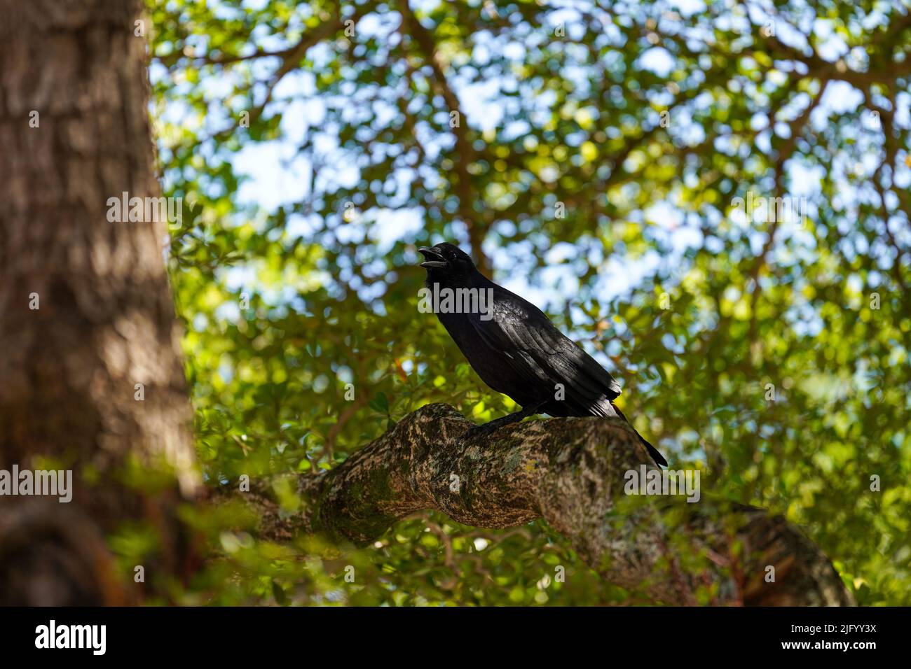 A black crow standing on a tree and croaking Stock Photo - Alamy