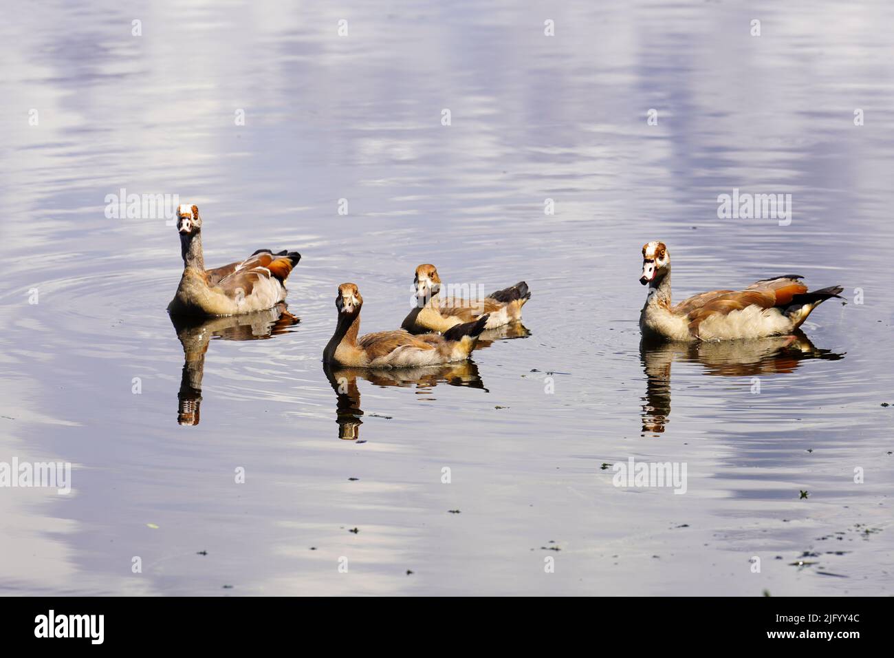 Beautiful shot mallards pond hi-res stock photography and images - Alamy