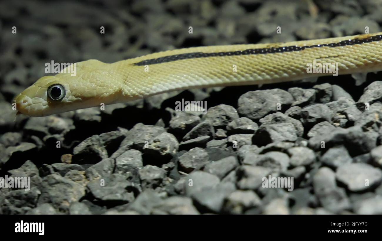 A closeup shot of a snake crawling on the rocks Stock Photo - Alamy