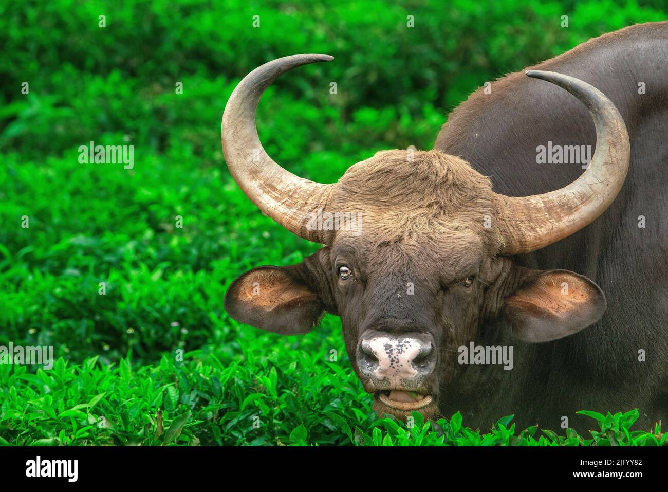 A closeup portrait of a gaur on green background Stock Photo - Alamy