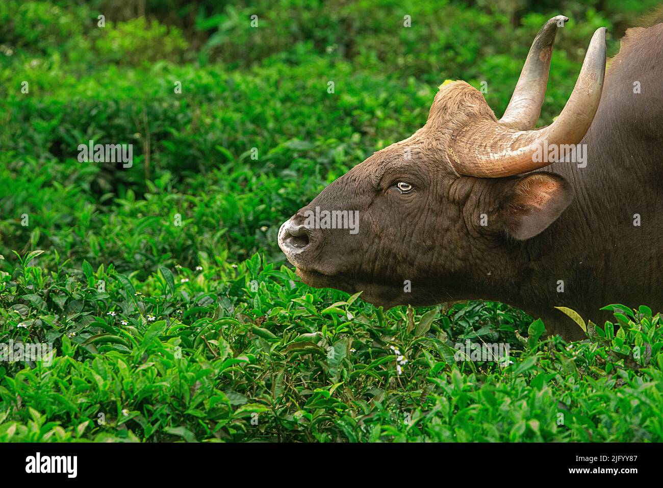 A closeup portrait of a gaur in profile on green background Stock Photo ...