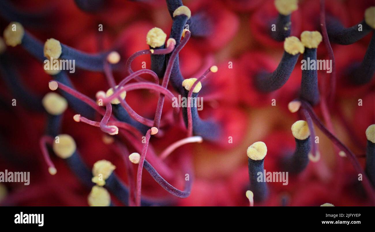 Background Fine Art Photos of Plants Stock Photo - Alamy