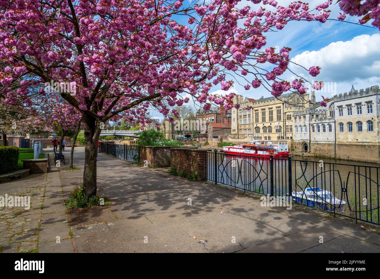 Spring cherry blossom by the River Ouse, City of York, North Yorkshire ...