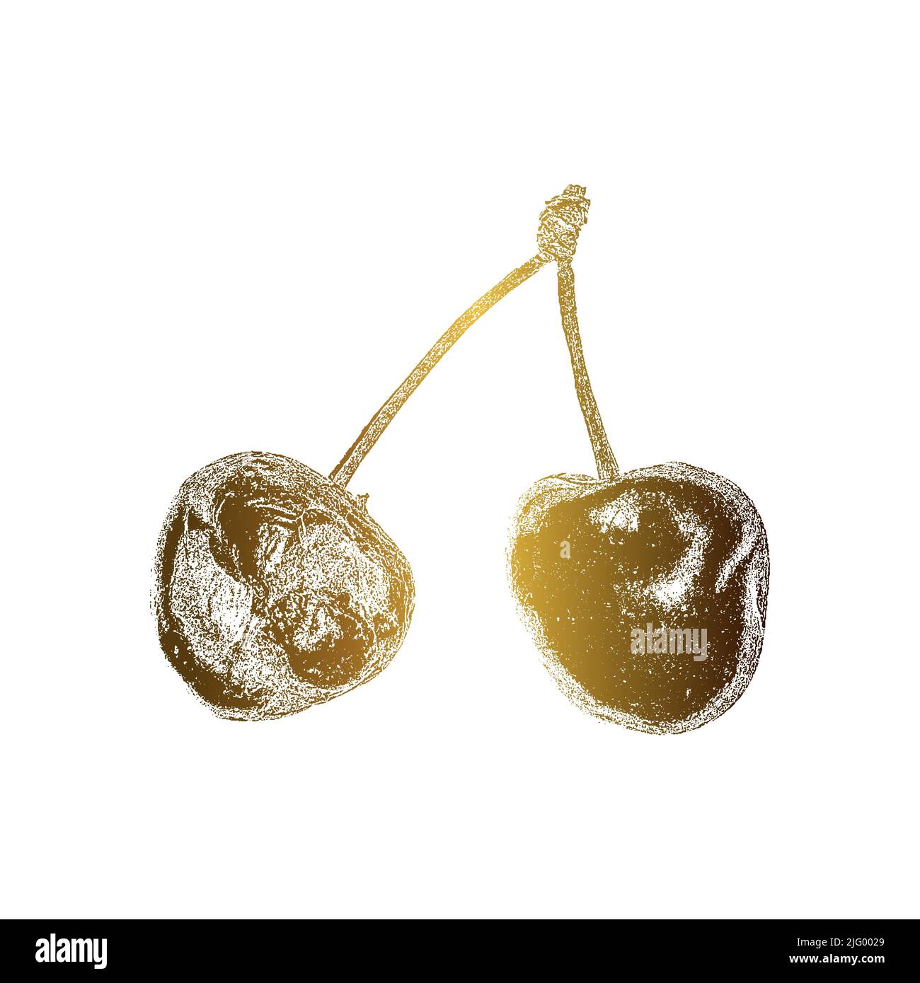 Cherry botanical illustration Stock Vector Images - Alamy