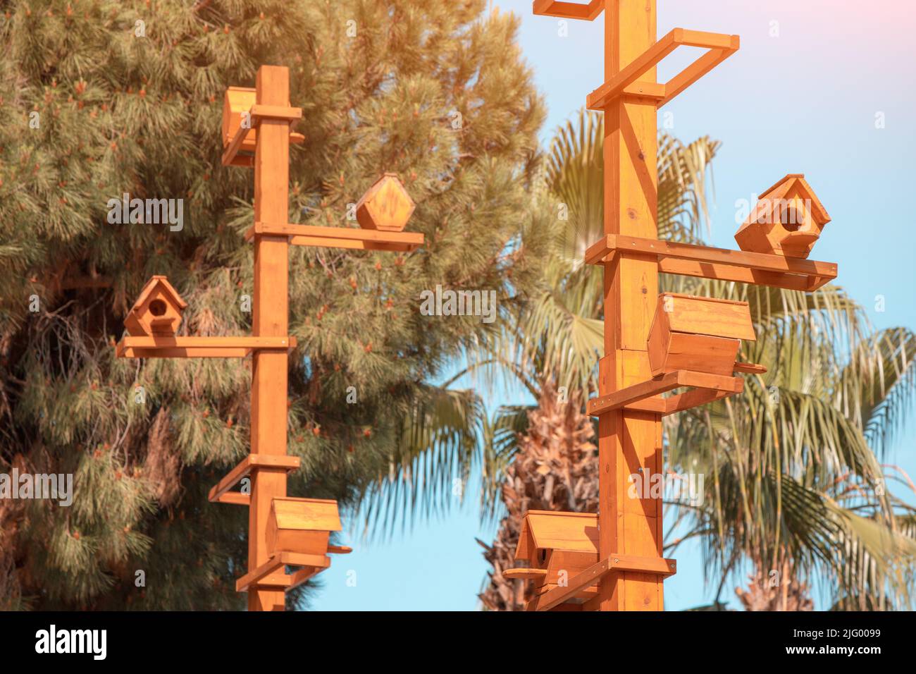 Tree with lot of birds in nest hi-res stock photography and images - Alamy